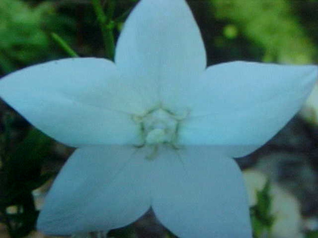 MOONFLOWER Flower Seeds. Climbing Vine Plant. Strong Sweet Fragrance ...