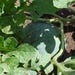 MINIATURE PUREHEART Icebox Seeded Red WATERMELON. Very Sweet and Small ...