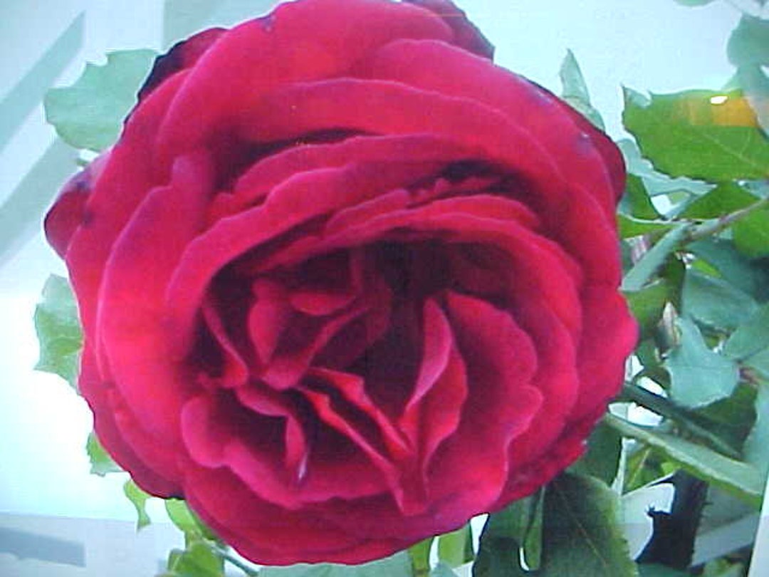 Fragrance RED ROSE Flower Seed Large RED Blooms of Color. A Garden ...