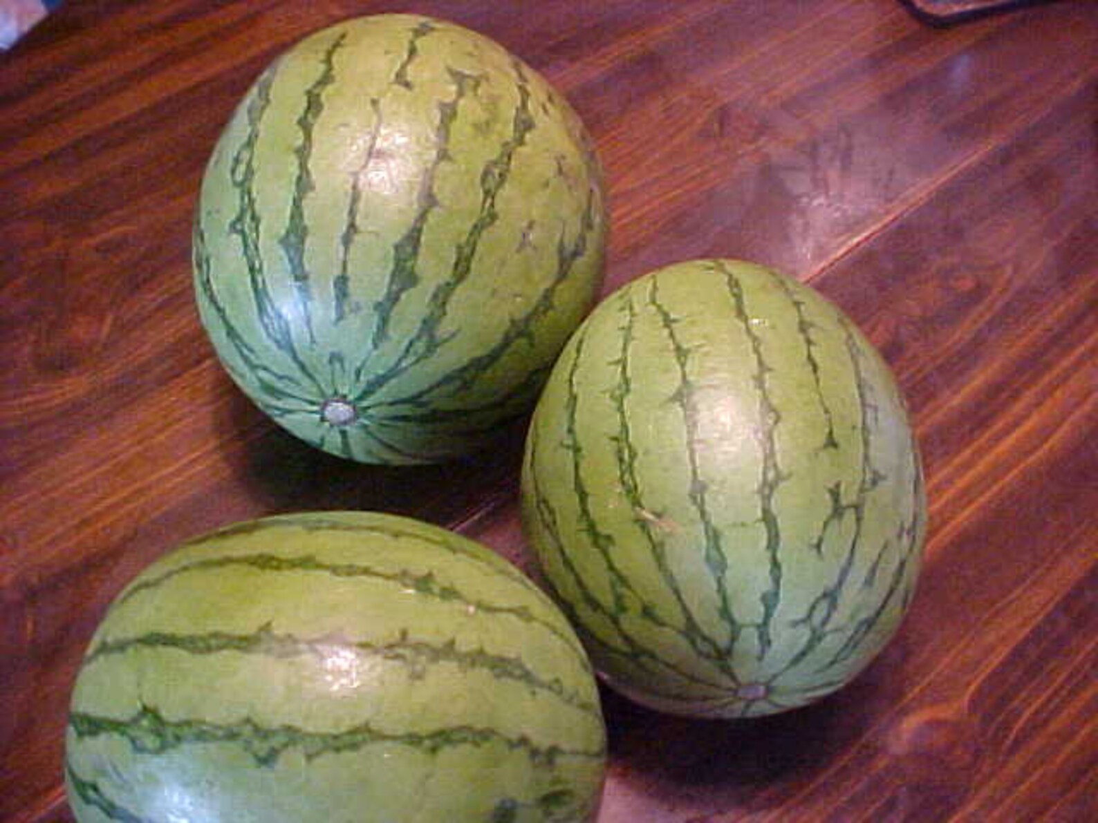 MINIATURE PUREHEART Icebox Seeded Red WATERMELON. Very Sweet and Small ...