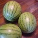 MINIATURE PUREHEART Icebox Seeded Red WATERMELON. Very Sweet and Small ...