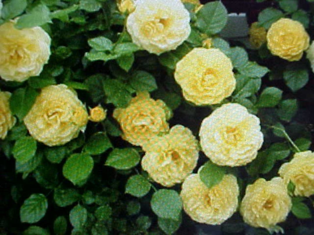 Fragrance Climbing Baby YELLOW Thornless ROSE Flower Seeds. Perennial ...