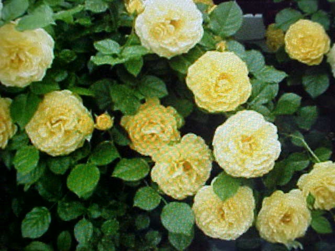 Fragrance Climbing Baby YELLOW Thornless ROSE Flower Seeds. 6 - Etsy
