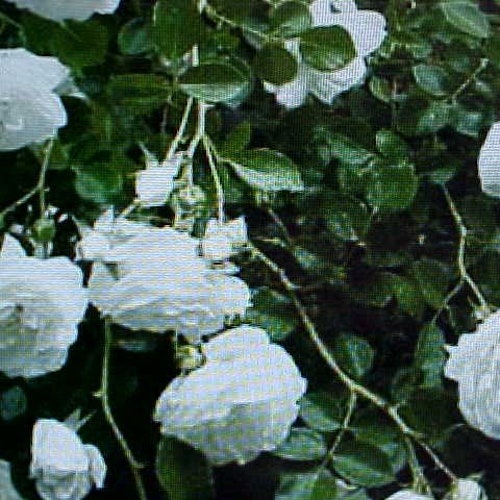 Fragrance Climbing BABY PINK Thornless ROSE Flower Seeds Baby - Etsy