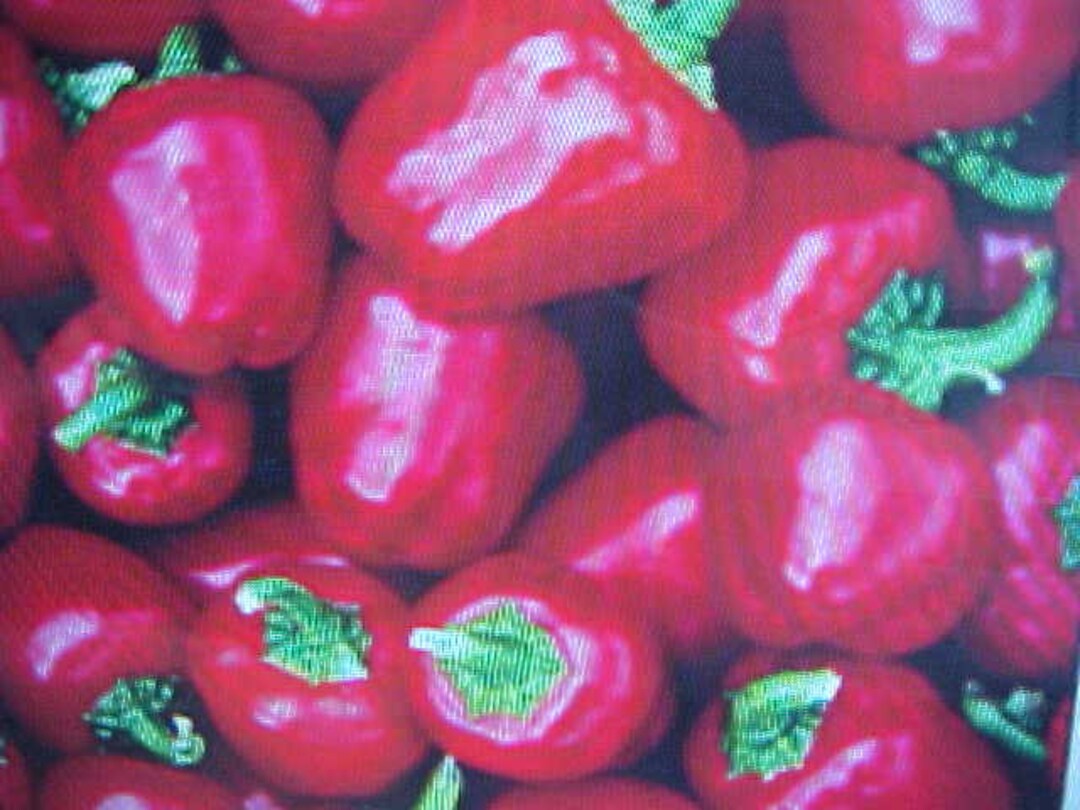 MINIATURE Red BELL PEPPER Seeds. Plant Indoor or Outdoor. Nice Nursing ...