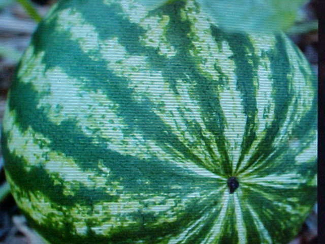 Large OKLAHAMA GRANDE Sweet Red Meat Round WATERMELON - Etsy