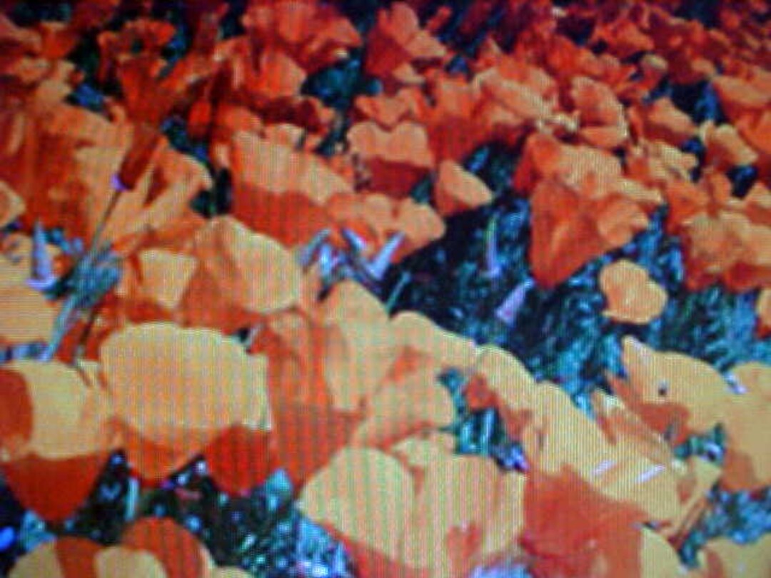 MINIATURE Dwarf California ORANGE POPPY Flower Seed. Intense Bright ...
