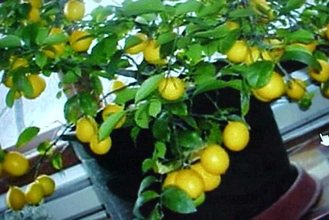 Dwarf Miniature Indoor Bonsai LEMON TREE SEEDS - Etsy