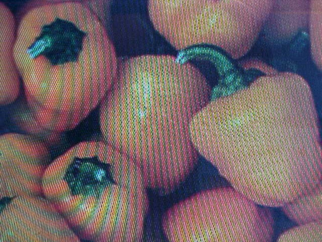 MINIATURE Yellow Bell Pepper Seeds. Plant Indoor or Outdoor. - Etsy