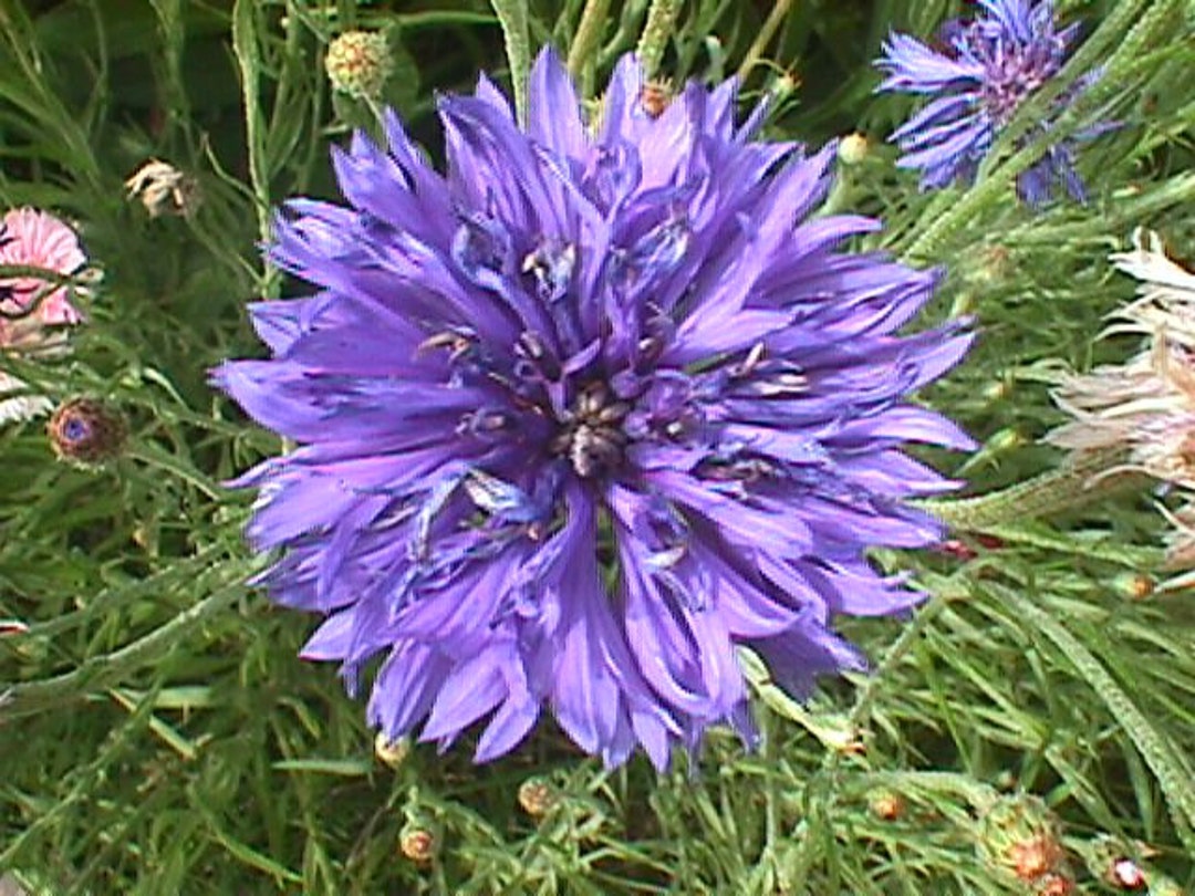 BACHLOR BUTTON Tall BLUE Flower Seeds. Stunning Blue Blooms. 300 Seeds ...