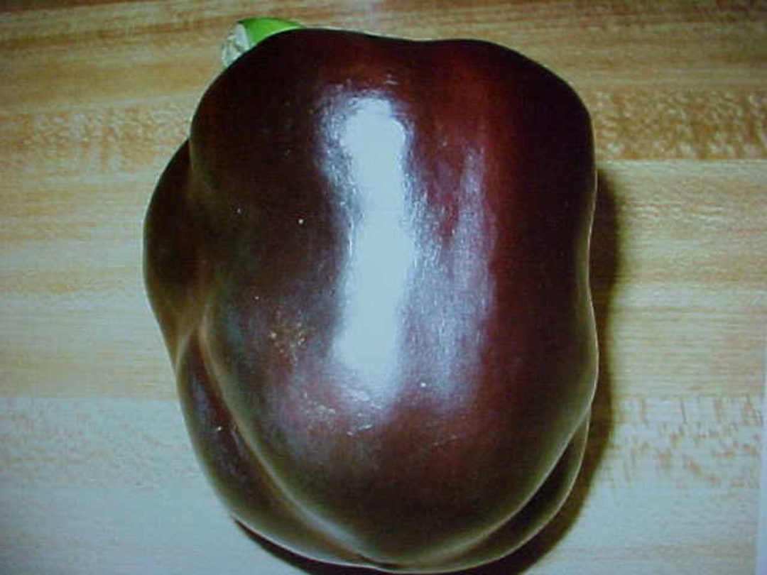 Large CHOCOLATE Sweet BELL PEPPER Seeds - Etsy