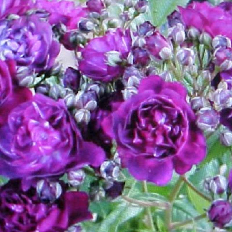Purple Rose Bush - Etsy