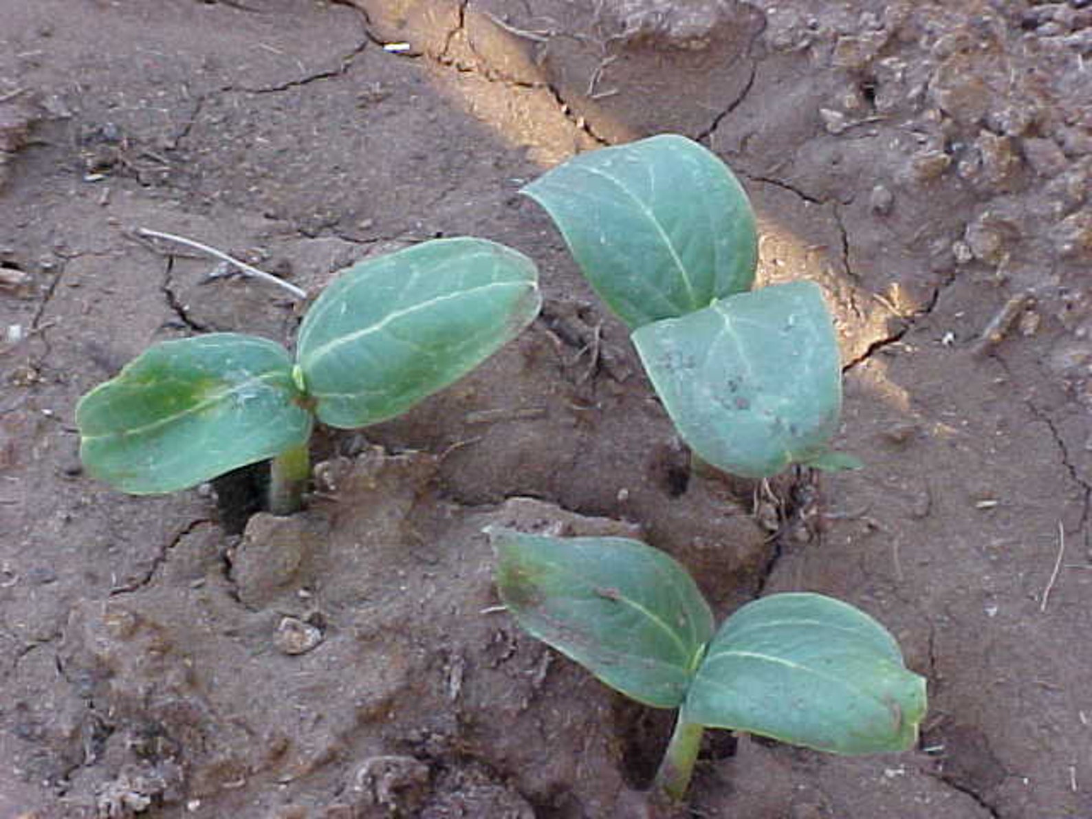 MINIATURE PUREHEART Icebox Seeded Red WATERMELON. Very Sweet and Small ...