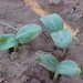 MINIATURE PUREHEART Icebox Seeded Red WATERMELON. Very Sweet and Small ...