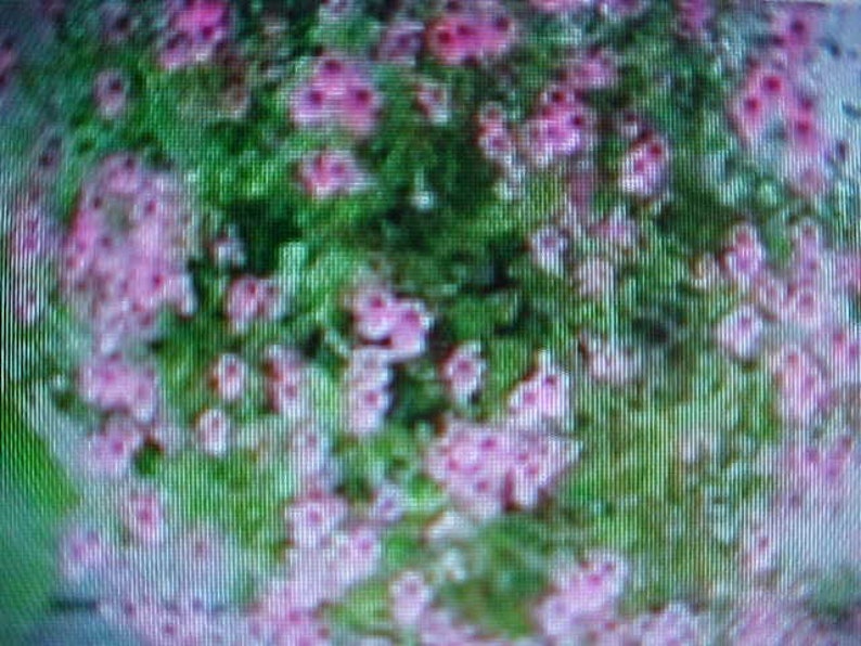 HANGING BASKET of Peek-a-boo PINK Flower Seeds 100 Seeds per | Etsy