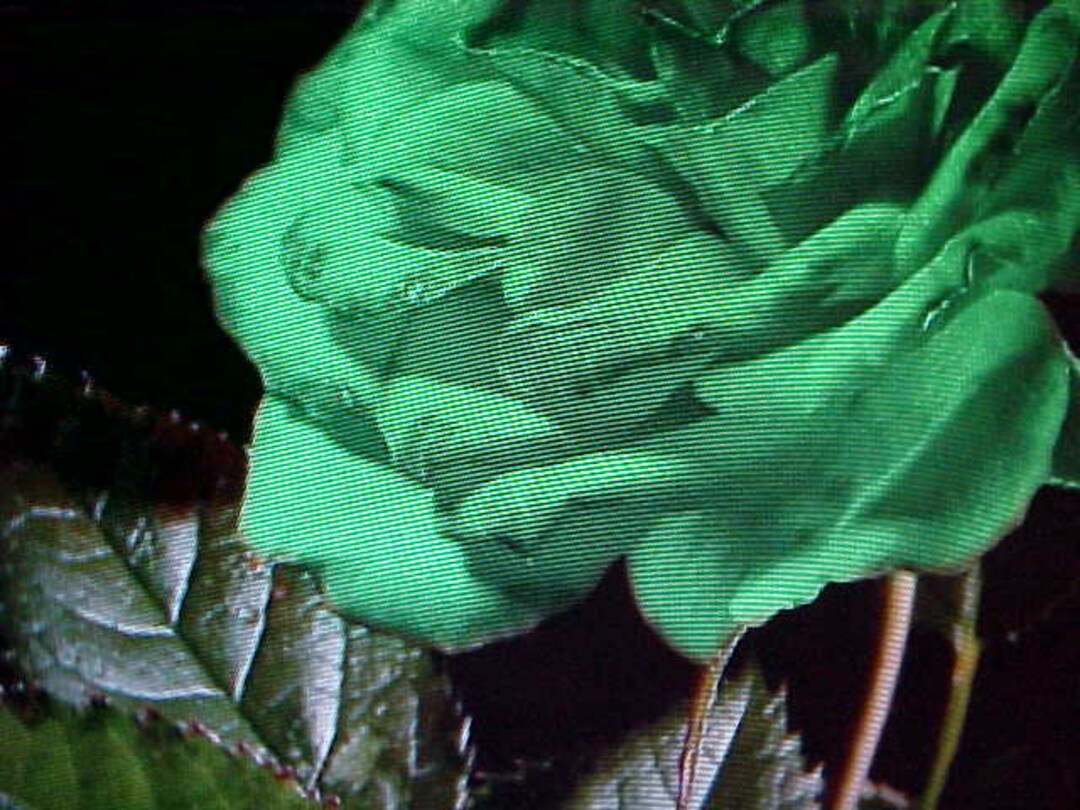 Fragrance LIME GREEN ROSE Flower Seeds Large Green Blooms of Color A ...