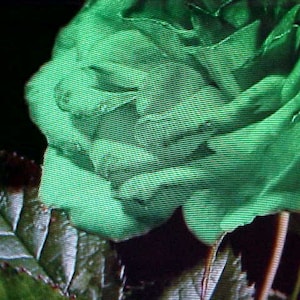 Fragrance LIME GREEN ROSE Flower Seeds Large Green Blooms of Color A ...