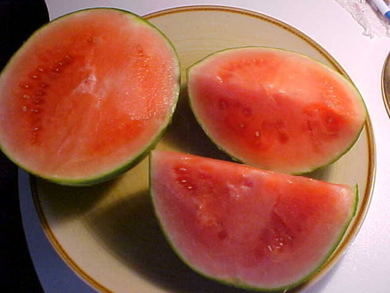 MINIATURE PUREHEART Icebox Seeded Red WATERMELON. Very Sweet - Etsy