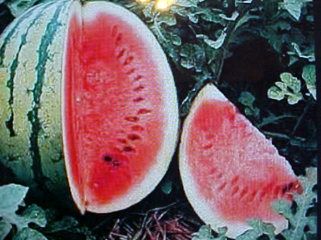 Large OKLAHAMA GRANDE Sweet Red Meat Round WATERMELON - Etsy