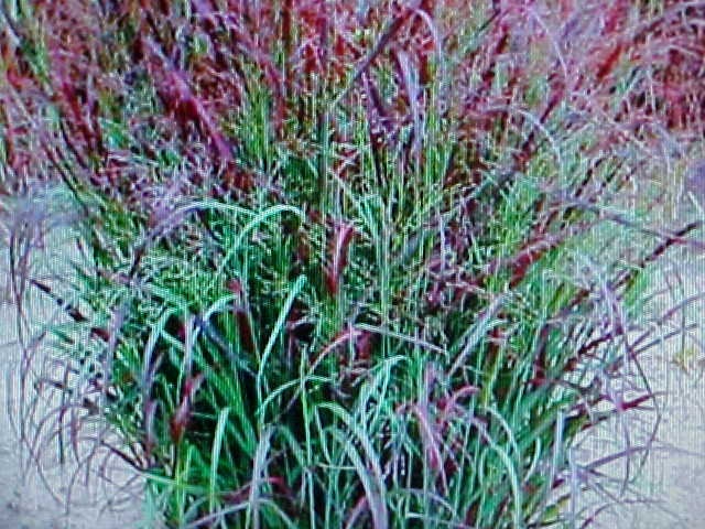 Prairie Fire Red SWITCH GRASS Seeds Textured Plant Look for - Etsy