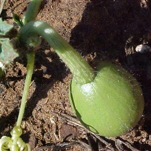 MINIATURE PUREHEART Icebox Seeded Red WATERMELON. Very Sweet and Small ...