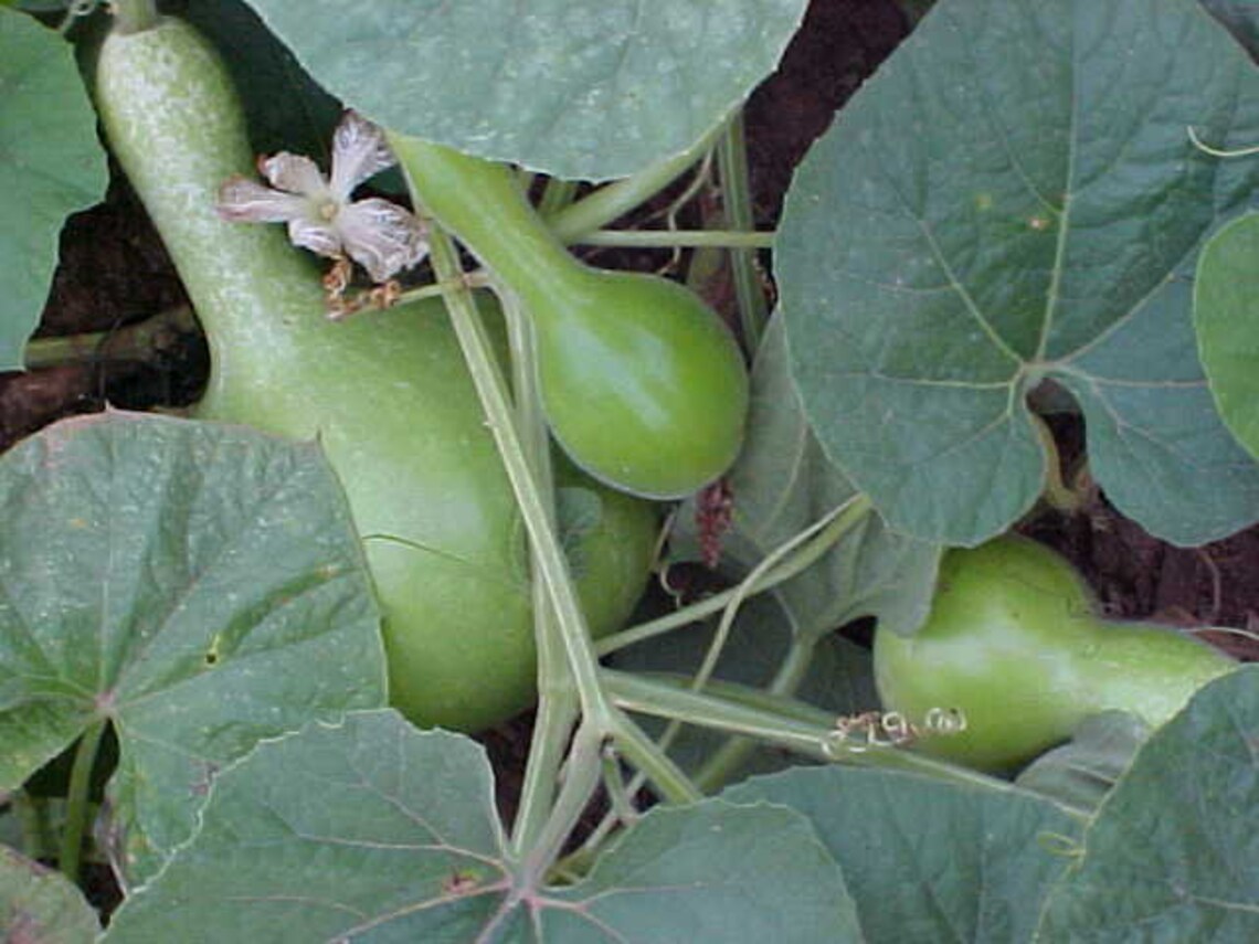 BIRD HOUSE GOURD Seeds. Decorative Large Gourd. Fun Cool Make | Etsy