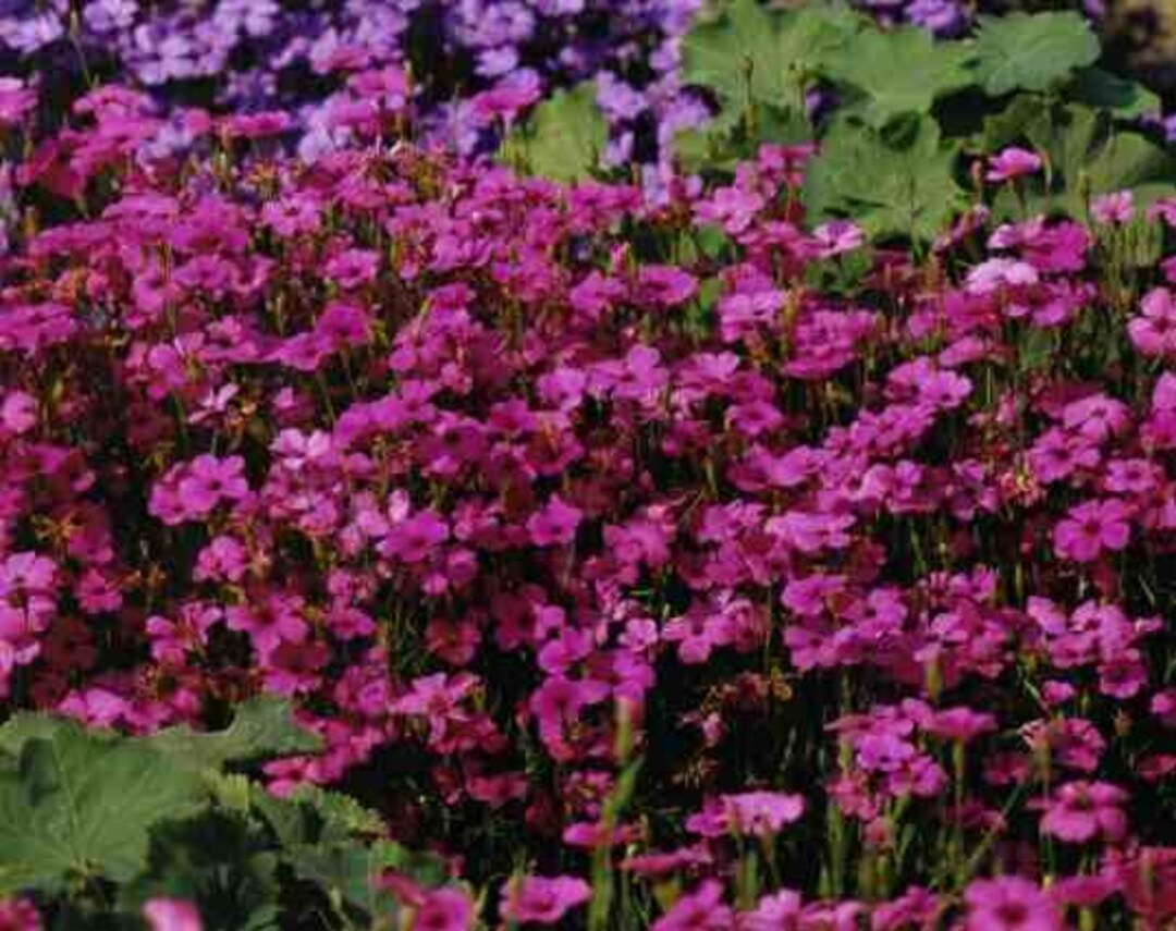 ROSE ANGEL Flower Seeds Cluster 1" Blooms Reddish Pink Colors Garden ...