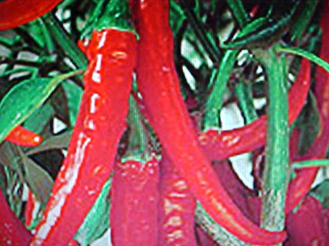 Long RED CAYENNE Hot Pepper Seeds Lots of Hot Rich Flavor. American ...