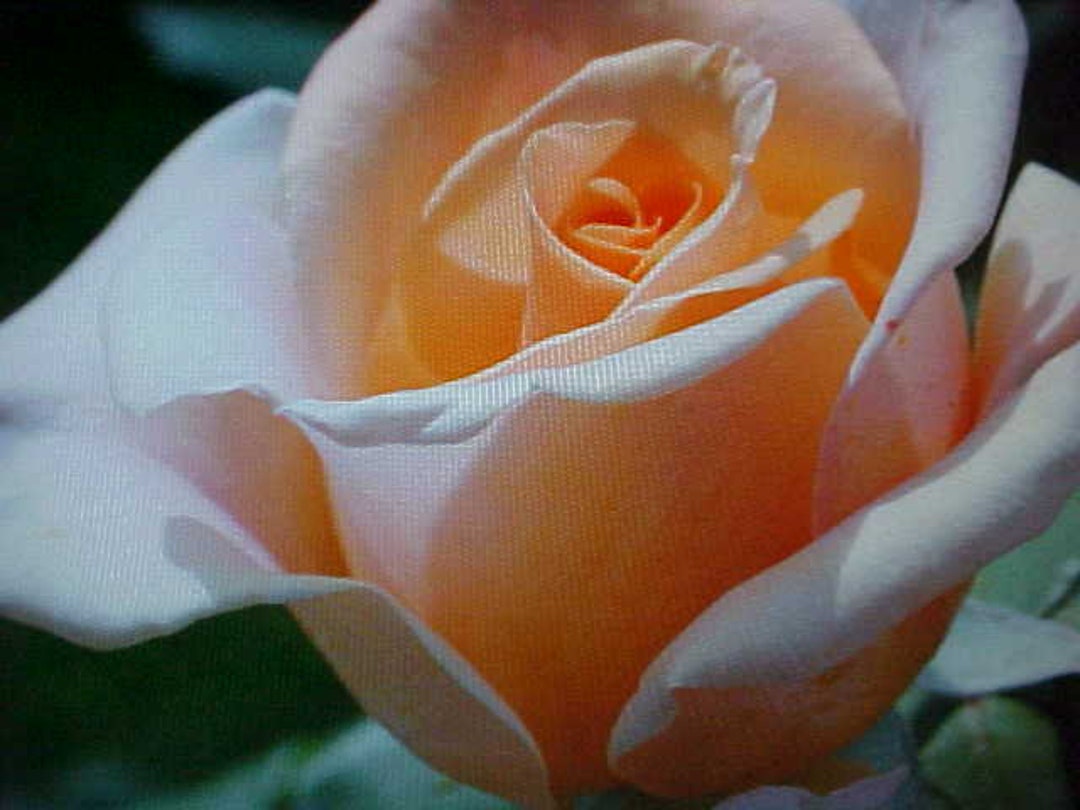 Fragrance APRICOT CREME ROSE Flower Seeds Large Apricot Creme Blooms. A ...