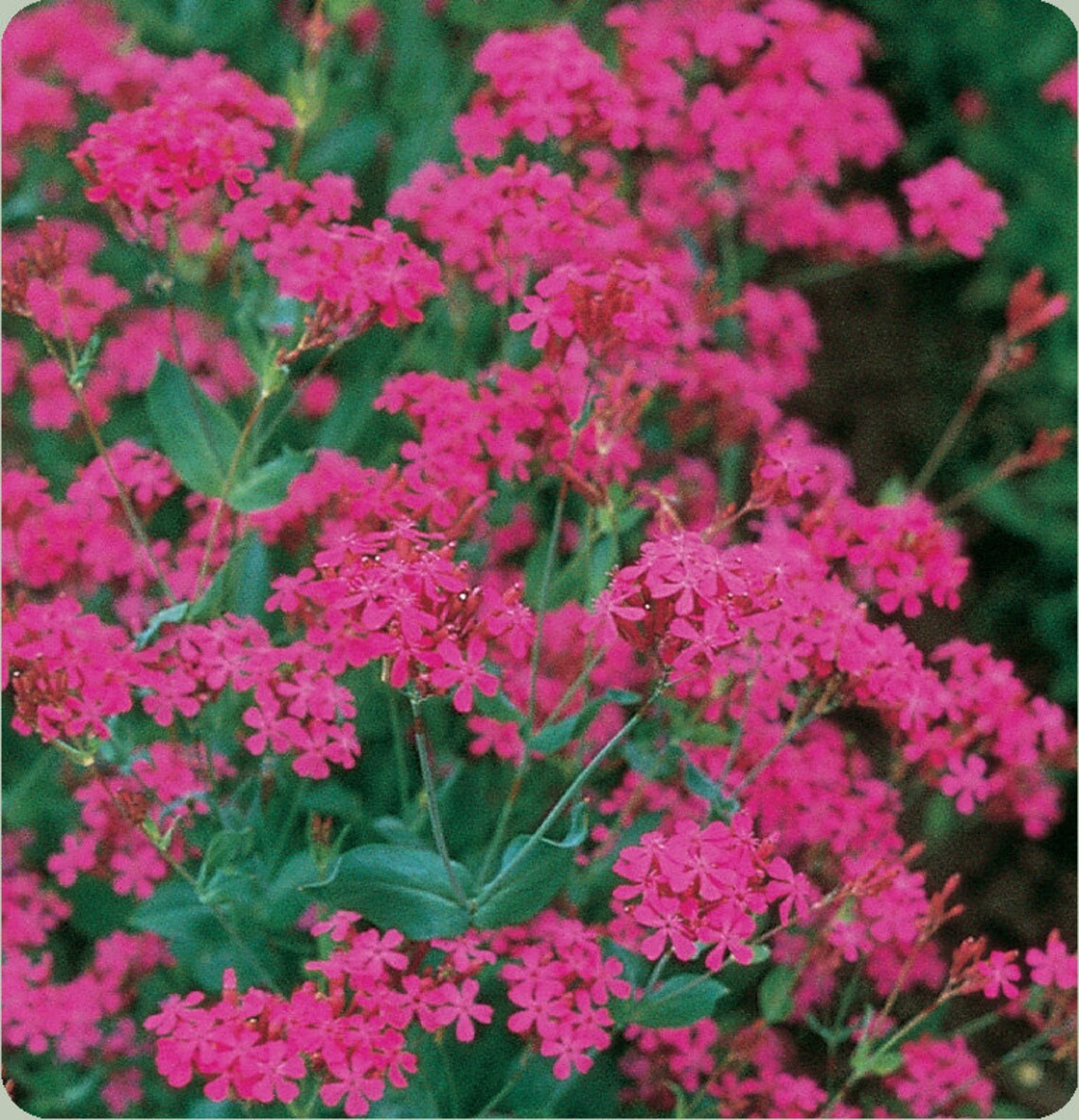 CATCHFLY CLUSTER Flower Seeds. Blooms Have A Very Marnificent - Etsy