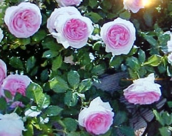 Fragrance Climbing Baby YELLOW Thornless ROSE Flower Seeds. 6 | Etsy