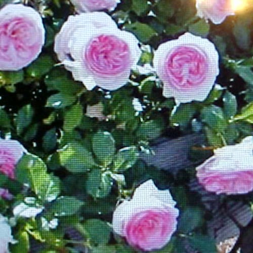 P/W Fragrance Climbing Baby PINK With WHITE Thornless ROSE - Etsy