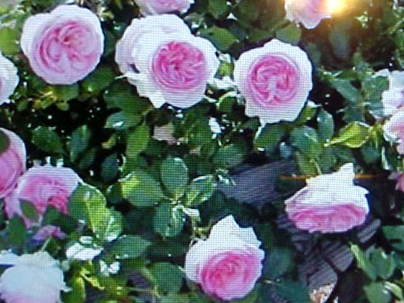 P/W Fragrance Climbing Baby PINK With WHITE Thornless ROSE | Etsy