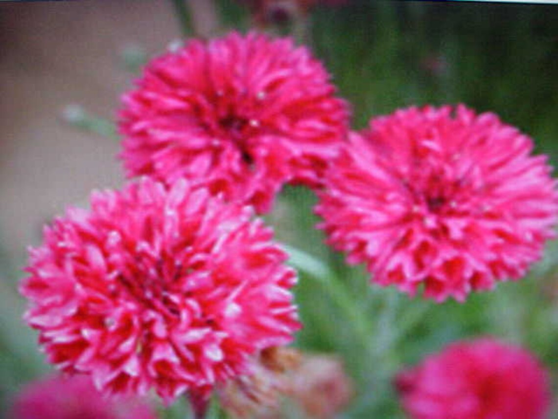 BACHLOR BUTTON RED Flower Seeds. Stunning Bright Red Blooms. 300 Seeds ...