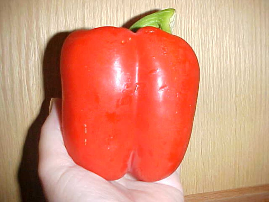 Organic Sweet Very Large Red BELL PEPPER SEEDS - Etsy