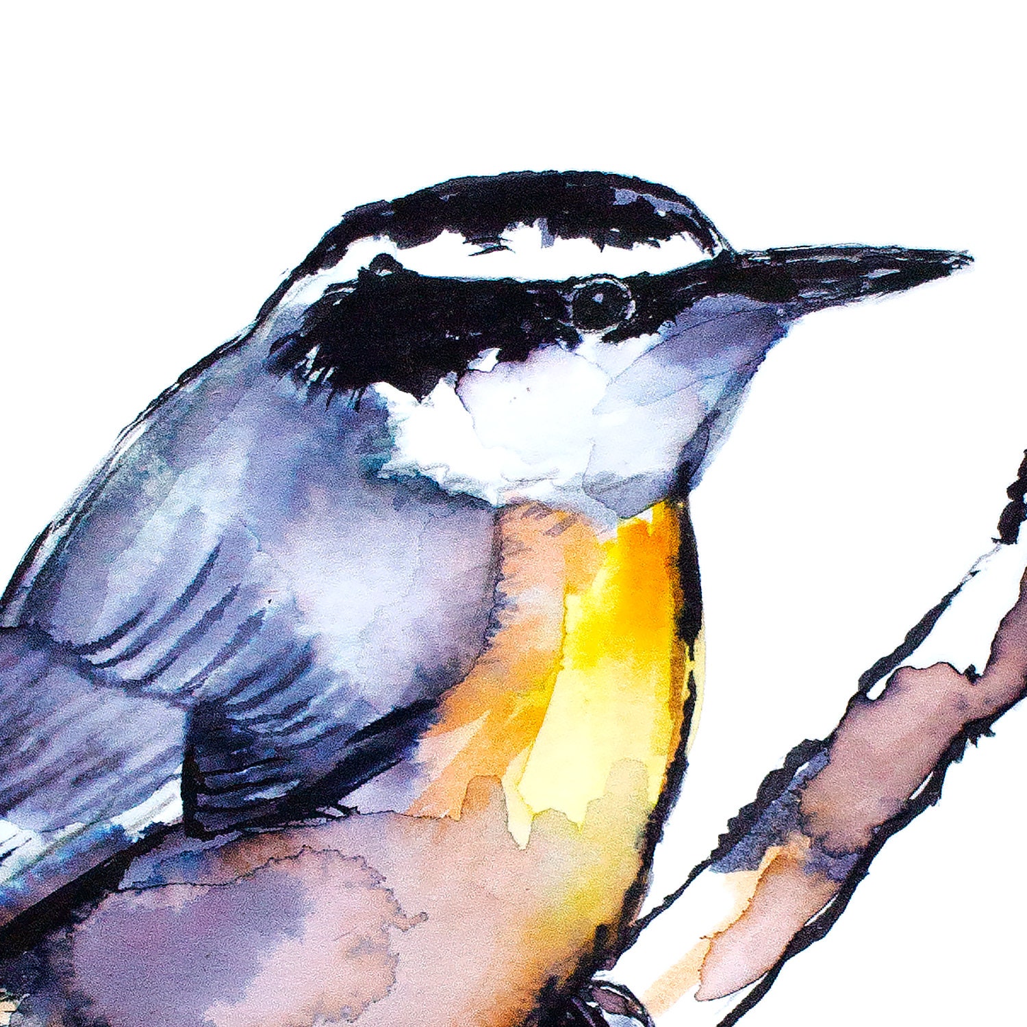 Red-breasted Nuthatch - 4 Card Set. Part of a Series of Alaska Bird ...
