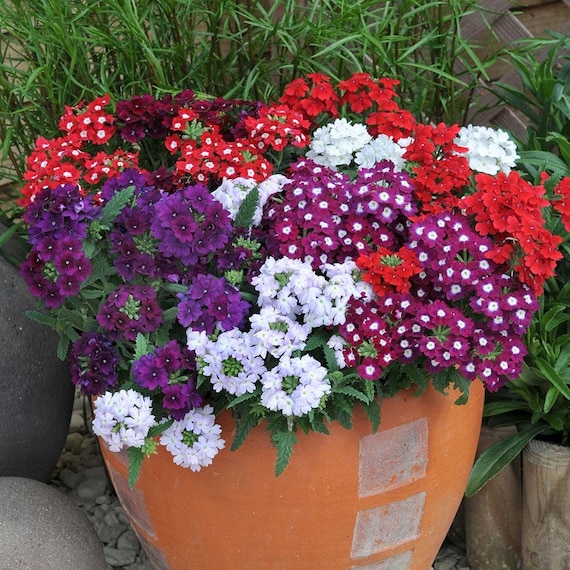 Verbena Hanging Basket Mix Verbena X Hybrida Annual Flower Seeds Etsy UK
