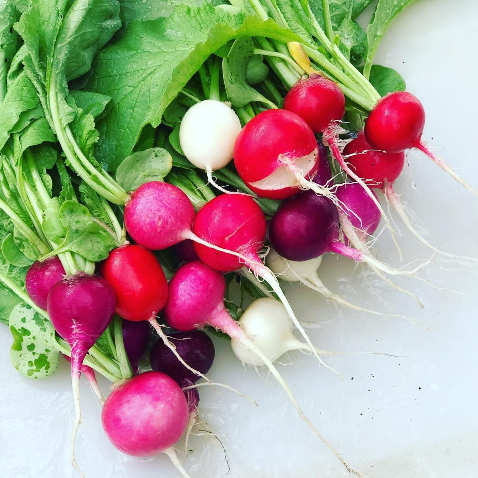 Rainbow Radish Seeds Radish Chupa Chups Seeds Heirloom | Etsy