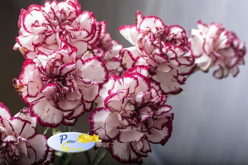 Chabaud Benigna Seeds Carnation Garden Stripe Mix Seeds | Etsy