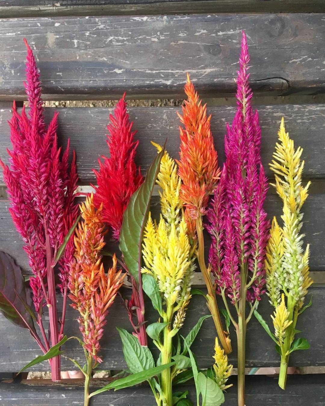 Celosia Seeds Plumed Cockscomb Mix Seeds Celosia Argentea - Etsy