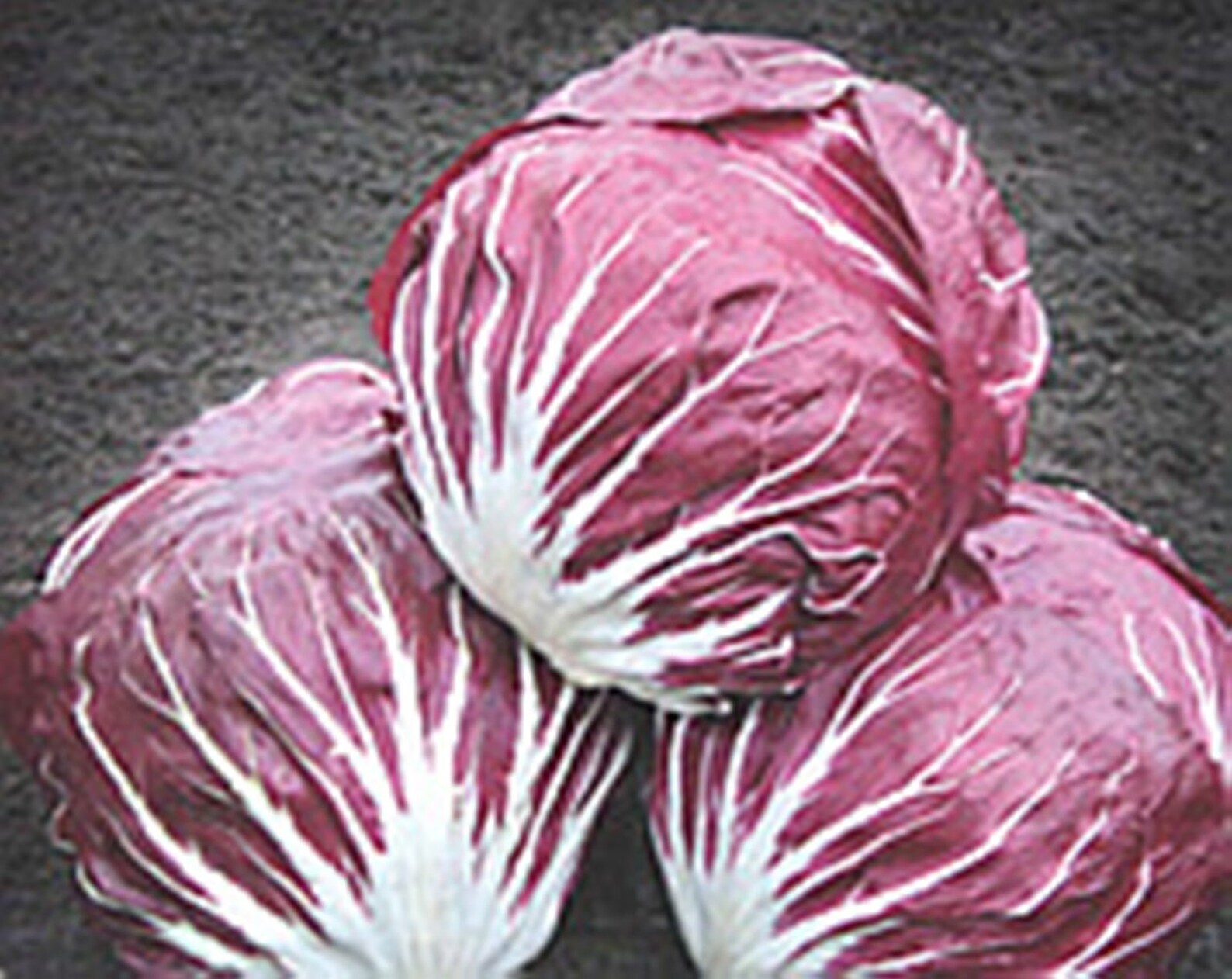 Chicory Radicchio Palla Rossa Seeds Red Chicory Seeds | Etsy