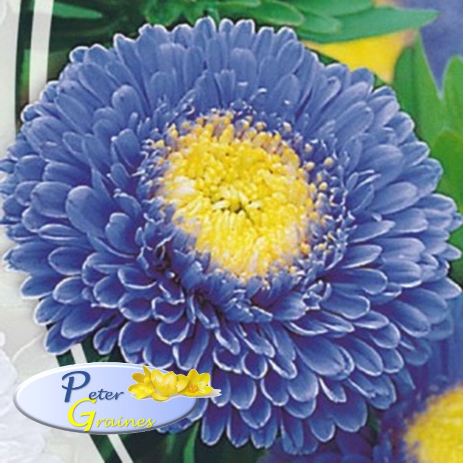 Pompon Aster Seeds Pompon Aster Sapphire Callistephus | Etsy