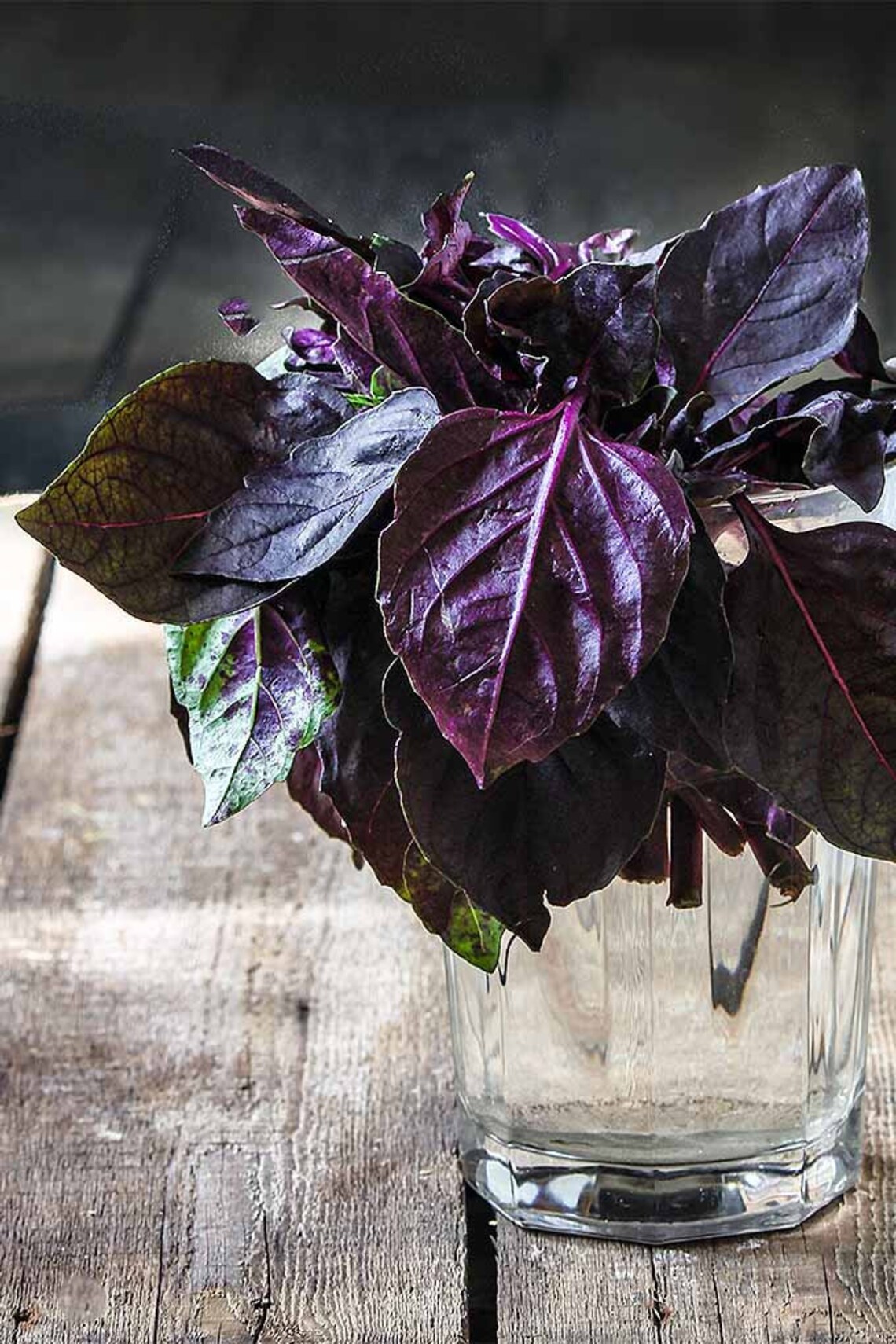 Basil Red Rubin Seeds Ocimum Basilicum Vegetable Seeds | Etsy