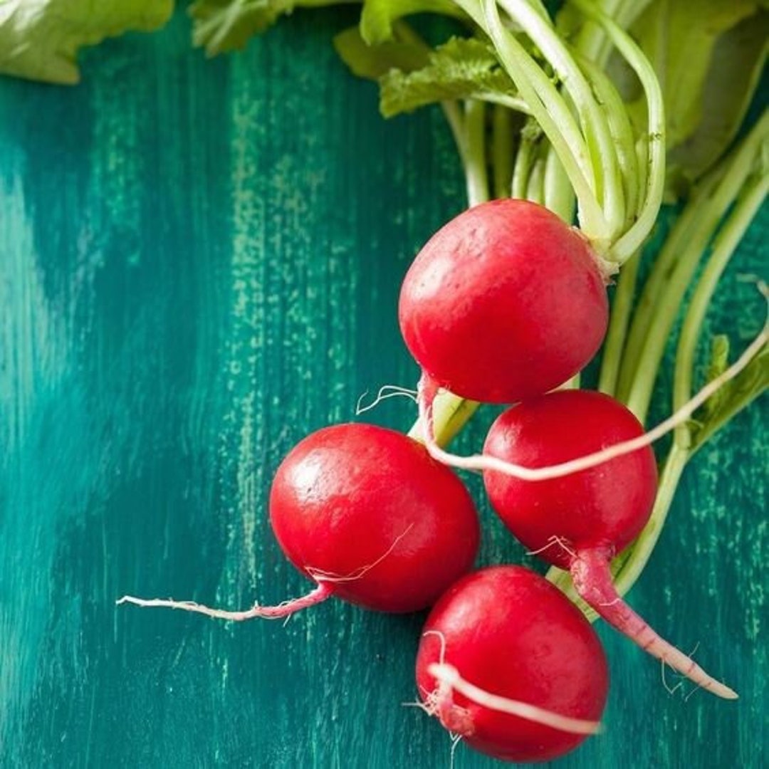 Buy Radis Saxony Seeds - Heirloom Seeds - Open Pollinated - Vegetable ...