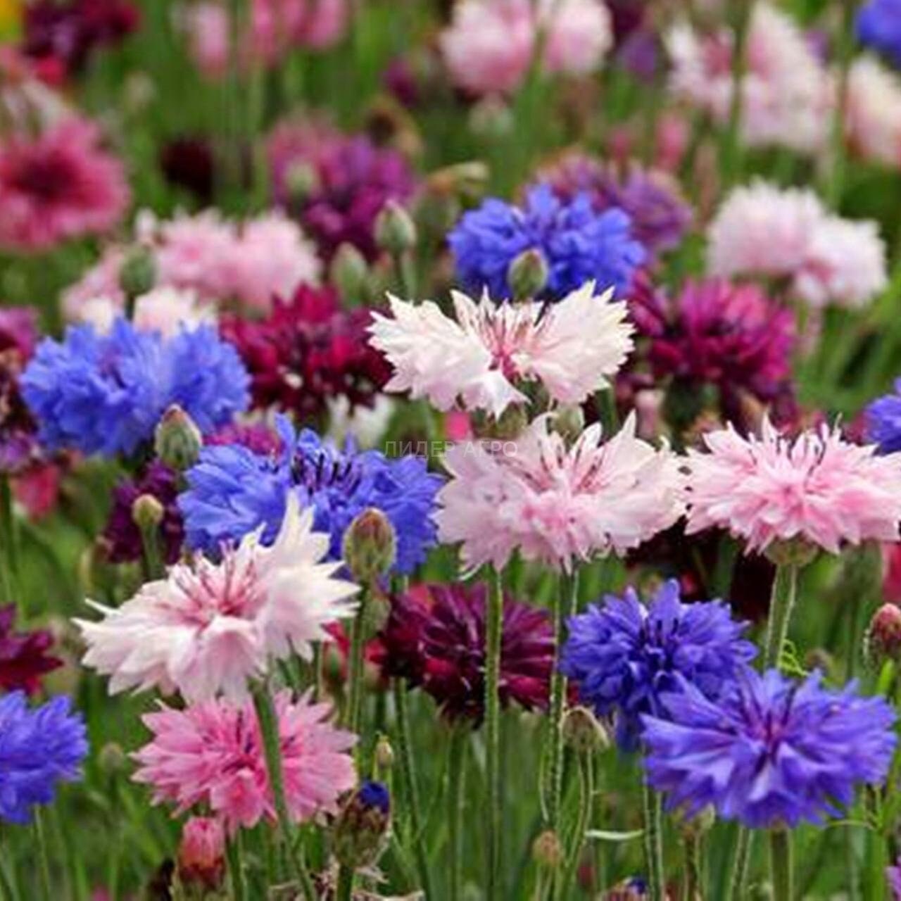 Cornflower Seeds Dwarf Polka Dot Mix Seeds cornflower Double | Etsy