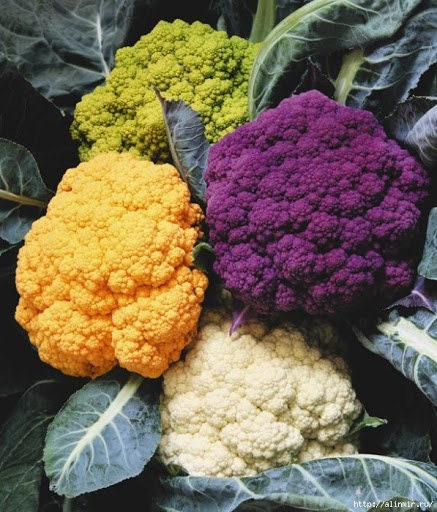 Cauliflower Chefs Choice Mix Seeds Heirloom Vegetable | Etsy