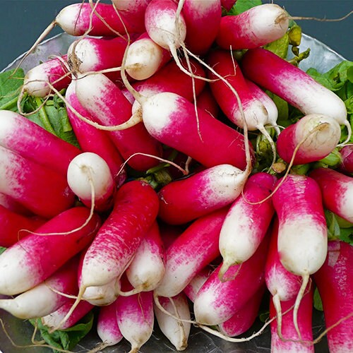 Rare Seeds Radish 18 Days Organically Grown Heirloom Vegetable | Etsy