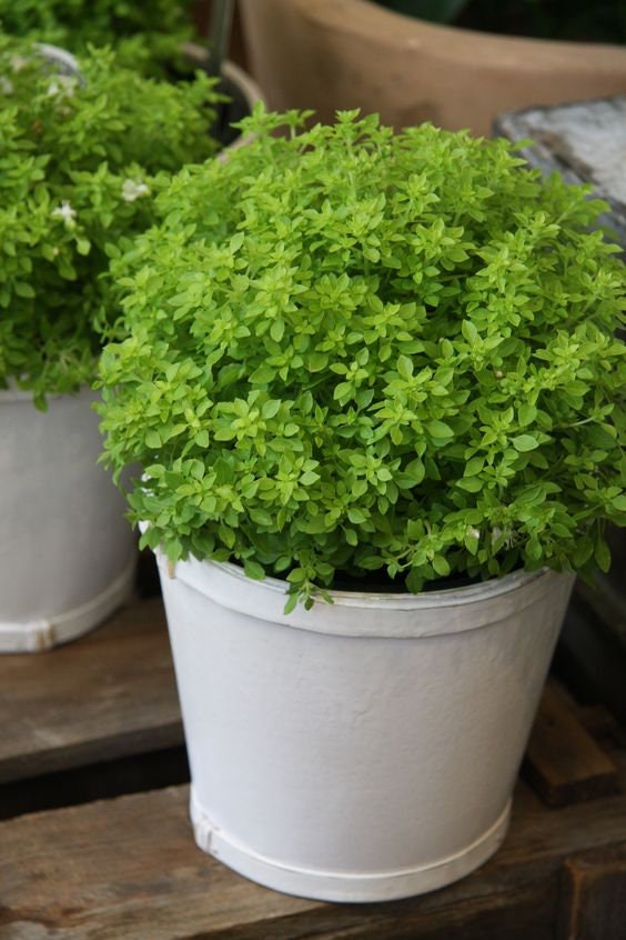 Boxwood Basil Seeds Ocimum Basilicum 150 Herb Seeds | Etsy