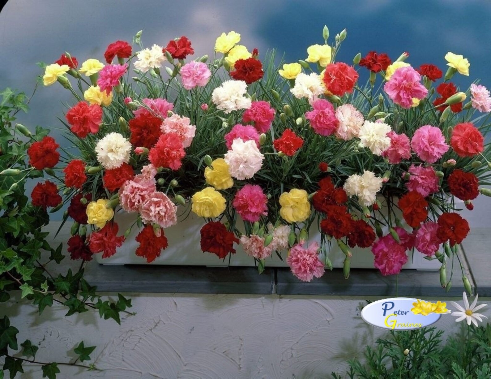 Carnation Chabaud mix Clove Pink Grenadin Double Mix Seeds | Etsy