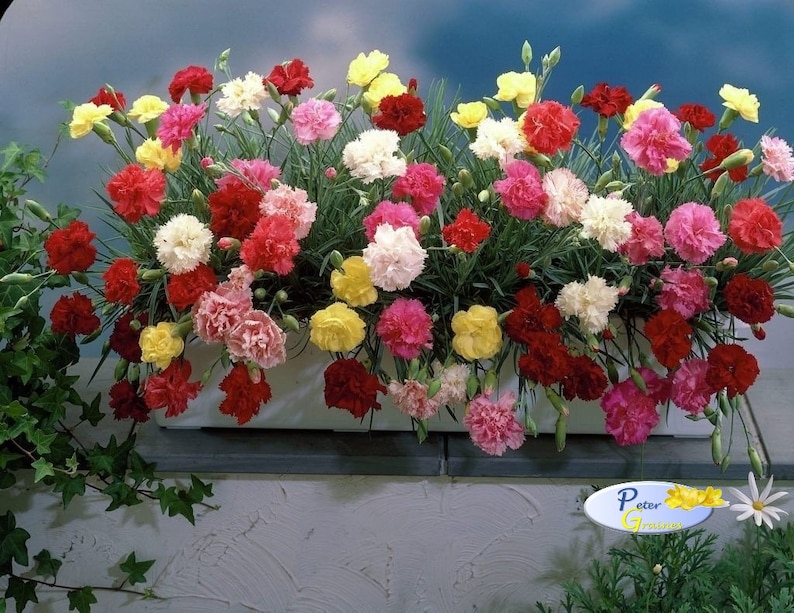Carnation Chabaud mix Clove Pink Grenadin Double Mix Seeds | Etsy